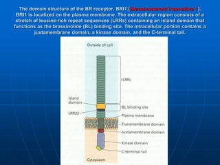 Brassinosteroids | PPTX