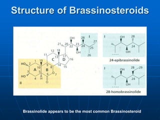 Brassinosteroids | PPTX