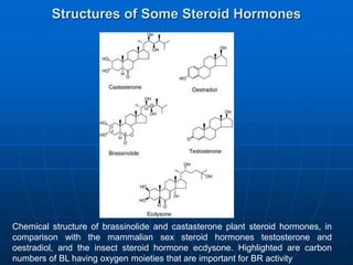 Brassinosteroids | PPTX