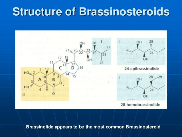 Brassinosteroids
