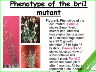 Brassinosteroids plant harmones | PPT