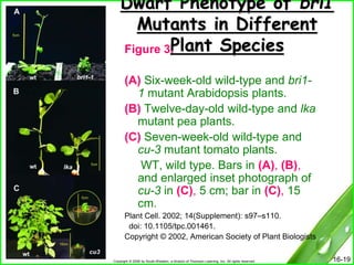 Brassinosteroids plant harmones | PPT