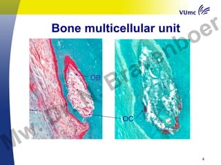 Seminar 29-11-2013 Histomorfometrie | PPT