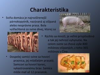 Bravčové mäso prezentácia | ODP