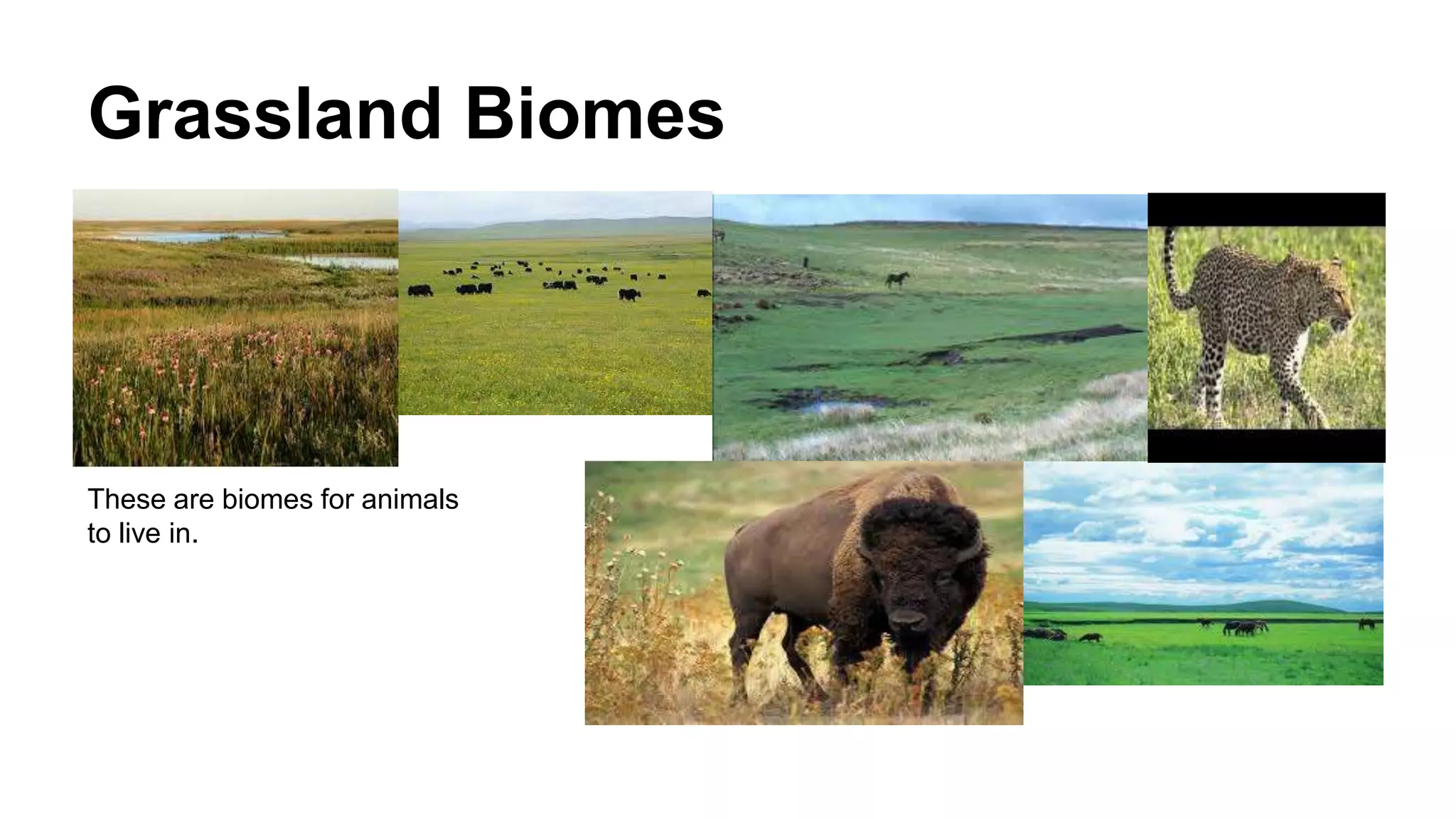 Braydon's Grassland Biome | PPTX