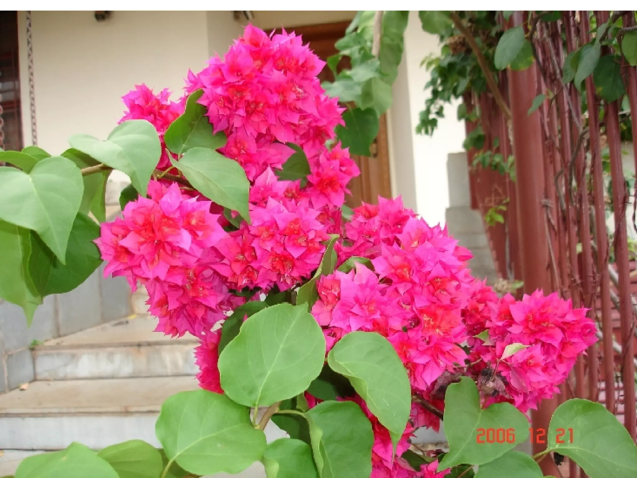 Brazilian Flowers | PPT