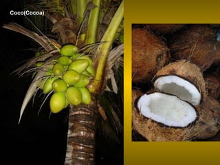 Brazilian Fruits | PPT