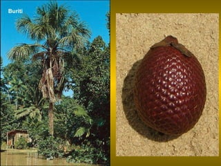 Brazilian Fruits | PPT