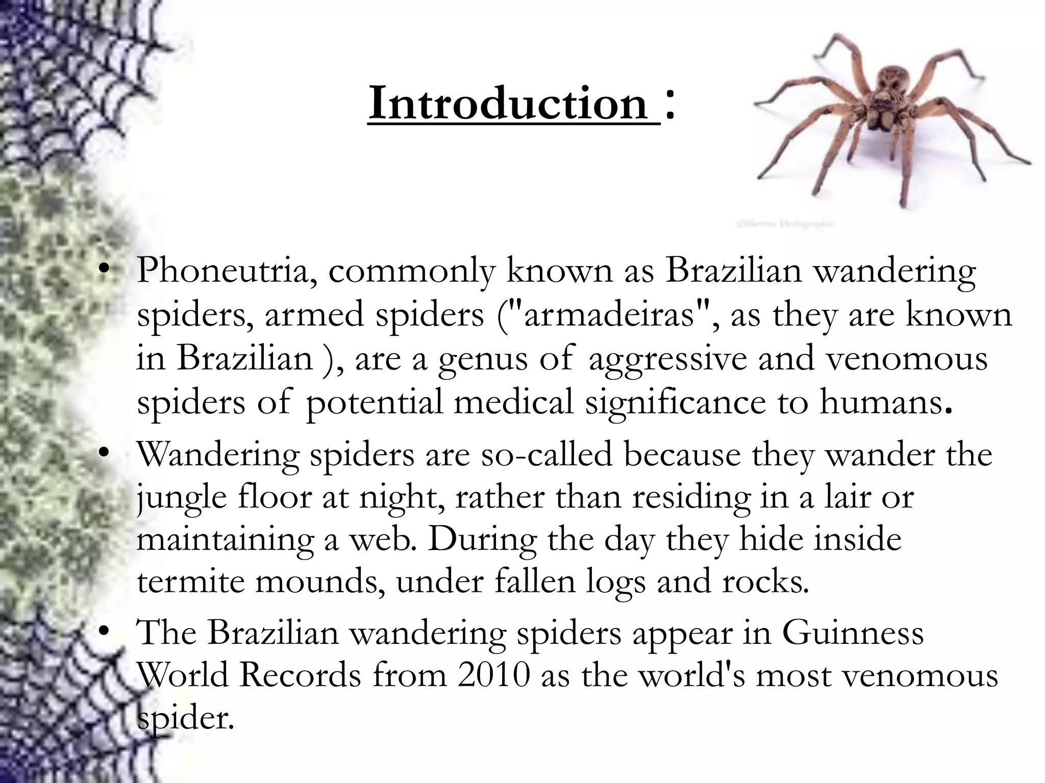 Brazilian wandering spiders. | PPTX