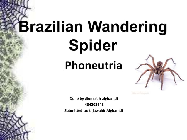 Brazilian wandering spiders. | PPTX