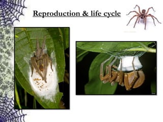 Brazilian wandering spiders. | PPTX