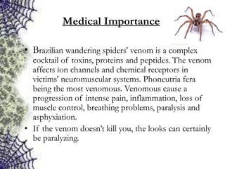 Brazilian wandering spiders. | PPTX