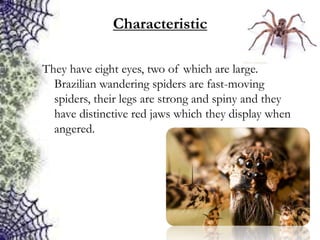 Brazilian wandering spiders. | PPTX