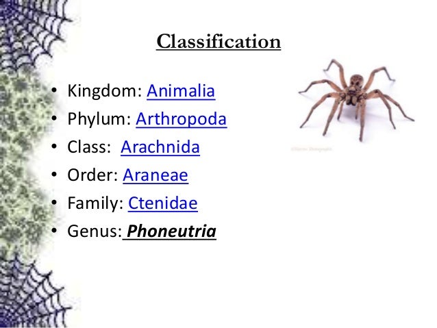 Brazilian wandering spiders.