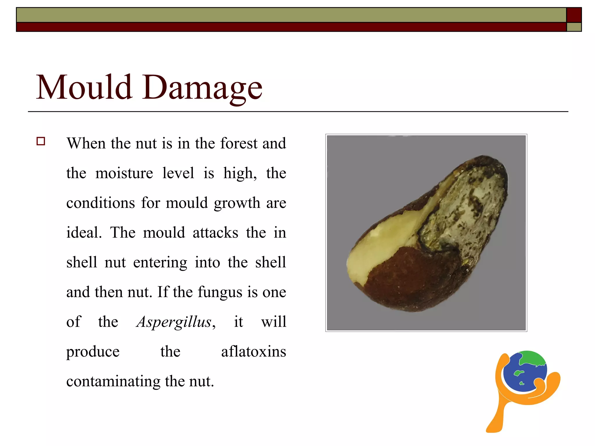 Brazil Nuts - Possible Defects | PPT