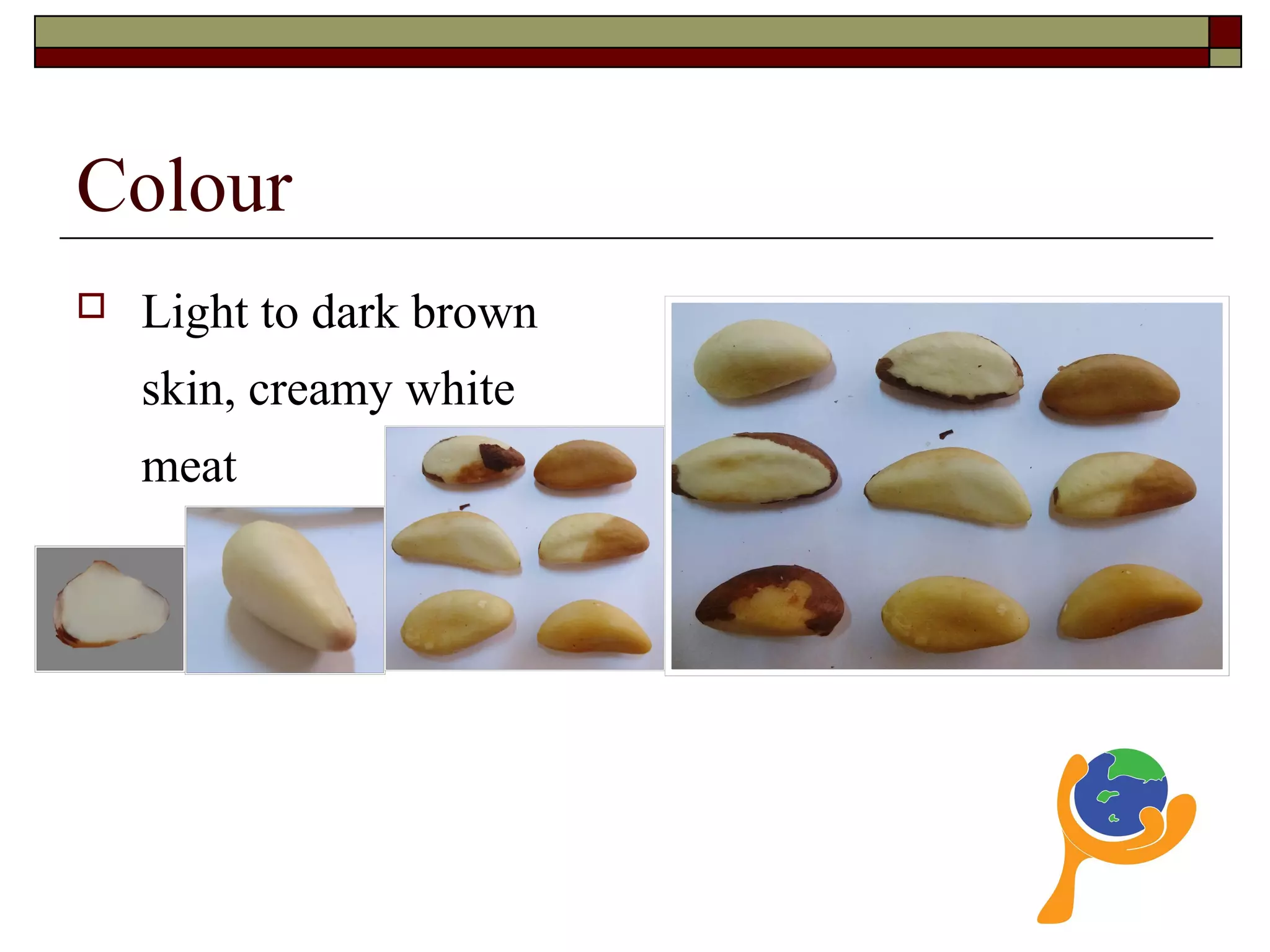 Brazil Nuts - Possible Defects | PPT