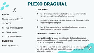 BRAZOanatomiaanatomiaanatomiaanatomia.pptx