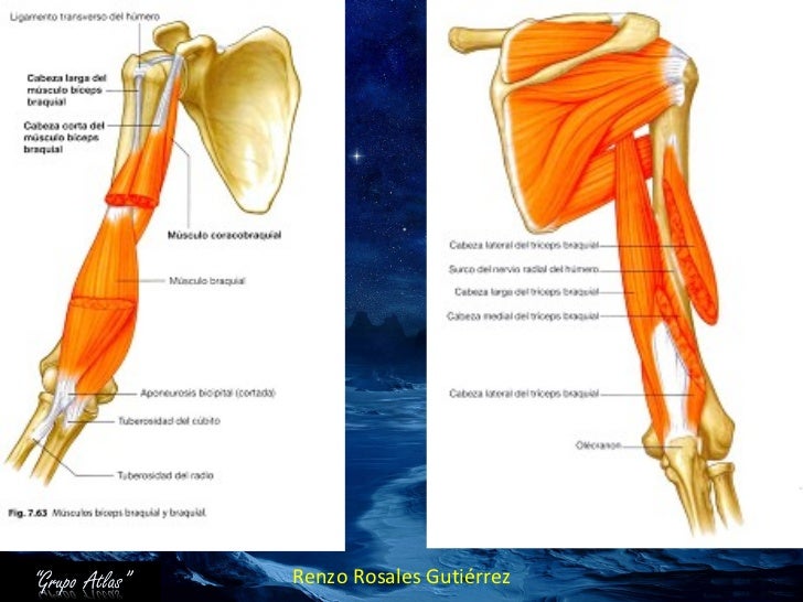 Partes Del Brazo Humano Cúbito Y Radio | Huesos Del Cuerpo Humano,