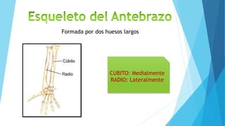 Brazo y-antebrazo. | PPTX