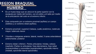 osteologia, miologia y sistema venoso arterial y nervioso del brazo | PPTX