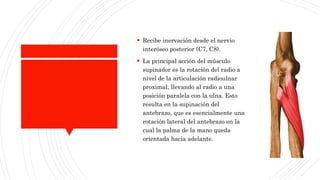 brazo y Antebrazo miologia músculos.pptx