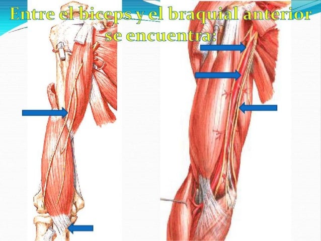 Anatomia Del Brazo Y Sus Nervios