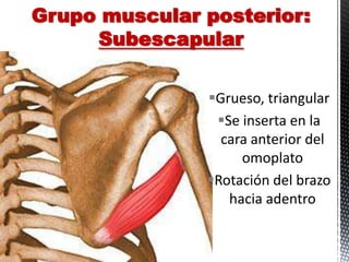 Omoplato Del Musculo