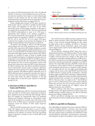 BRCA1 and BRCA 2 breast cancer.pdf