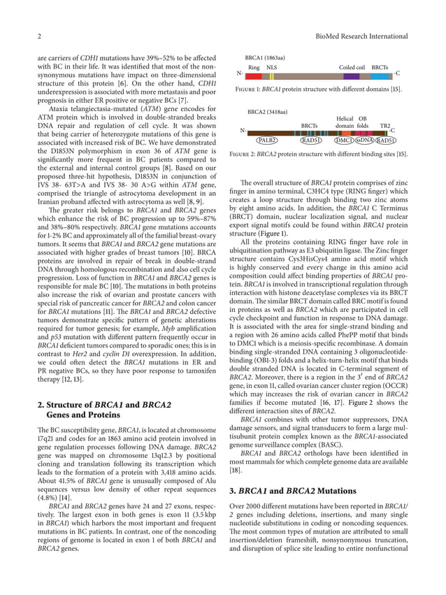 BRCA1 and BRCA 2 breast cancer.pdf | Endocrine and Metabolic Diseases | Diseases and Conditions