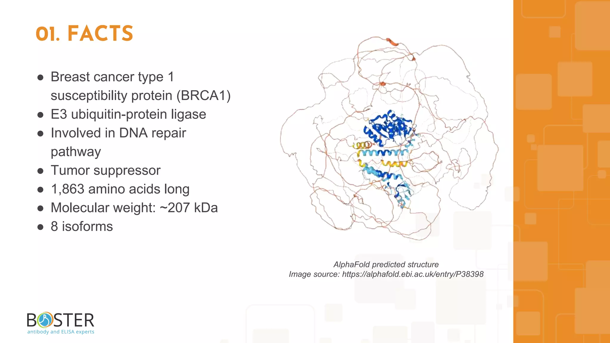 Learn BRCA1 in 3 minutes | Breast cancer type 1 susceptibility protein ...