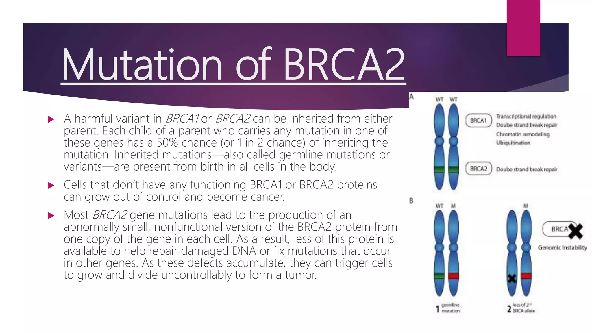 Brca2 mutation and their influence to cancer | PPTX