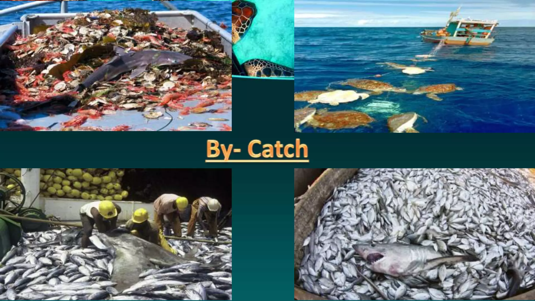Fish Bycatch Reduction Devices | PPTX