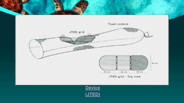 Fish Bycatch Reduction Devices | PPTX | Zoos & Aquariums | Attractions