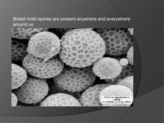 Bread - Reframing | PPT