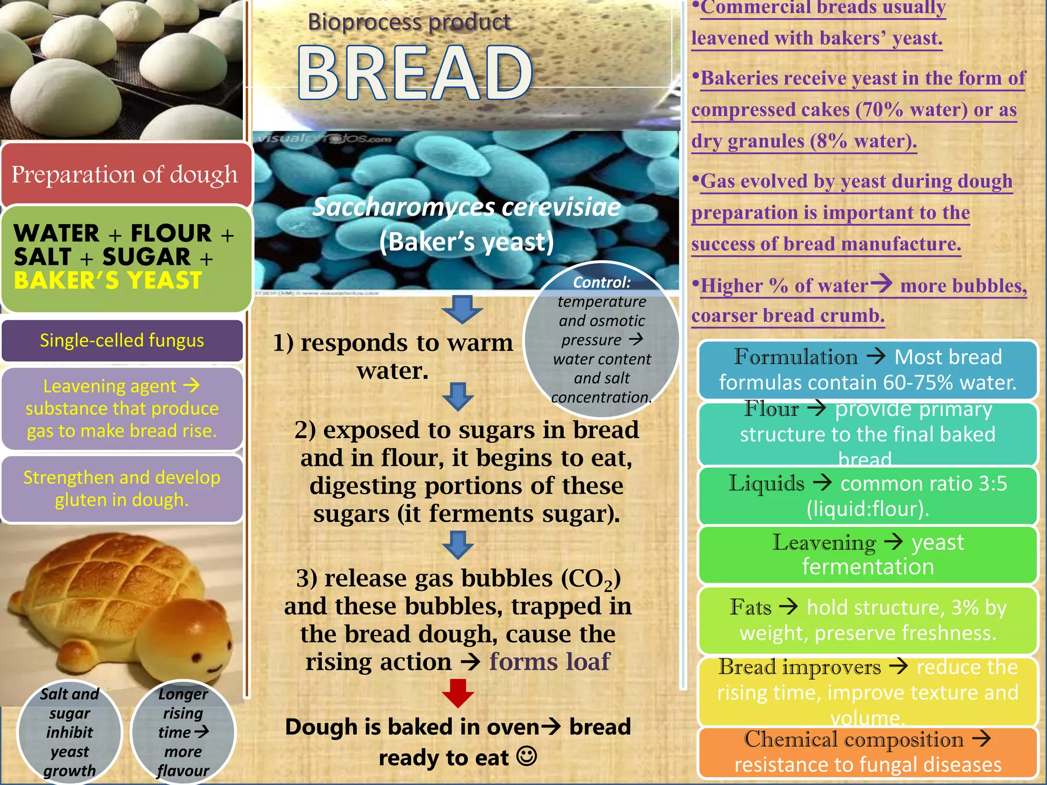 Bread (Bioprocess product) | PDF | Desserts and Baking | Food & Drink