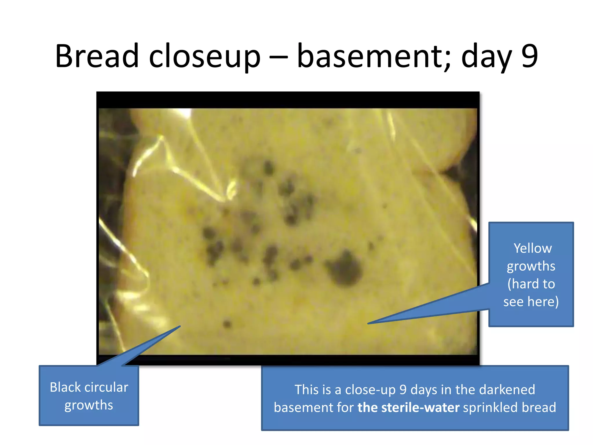 Home science - bread & microorganisms | PPTX