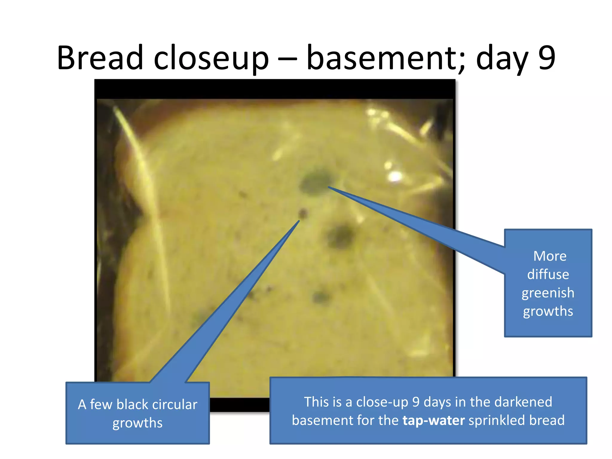 Home science - bread & microorganisms | PPTX