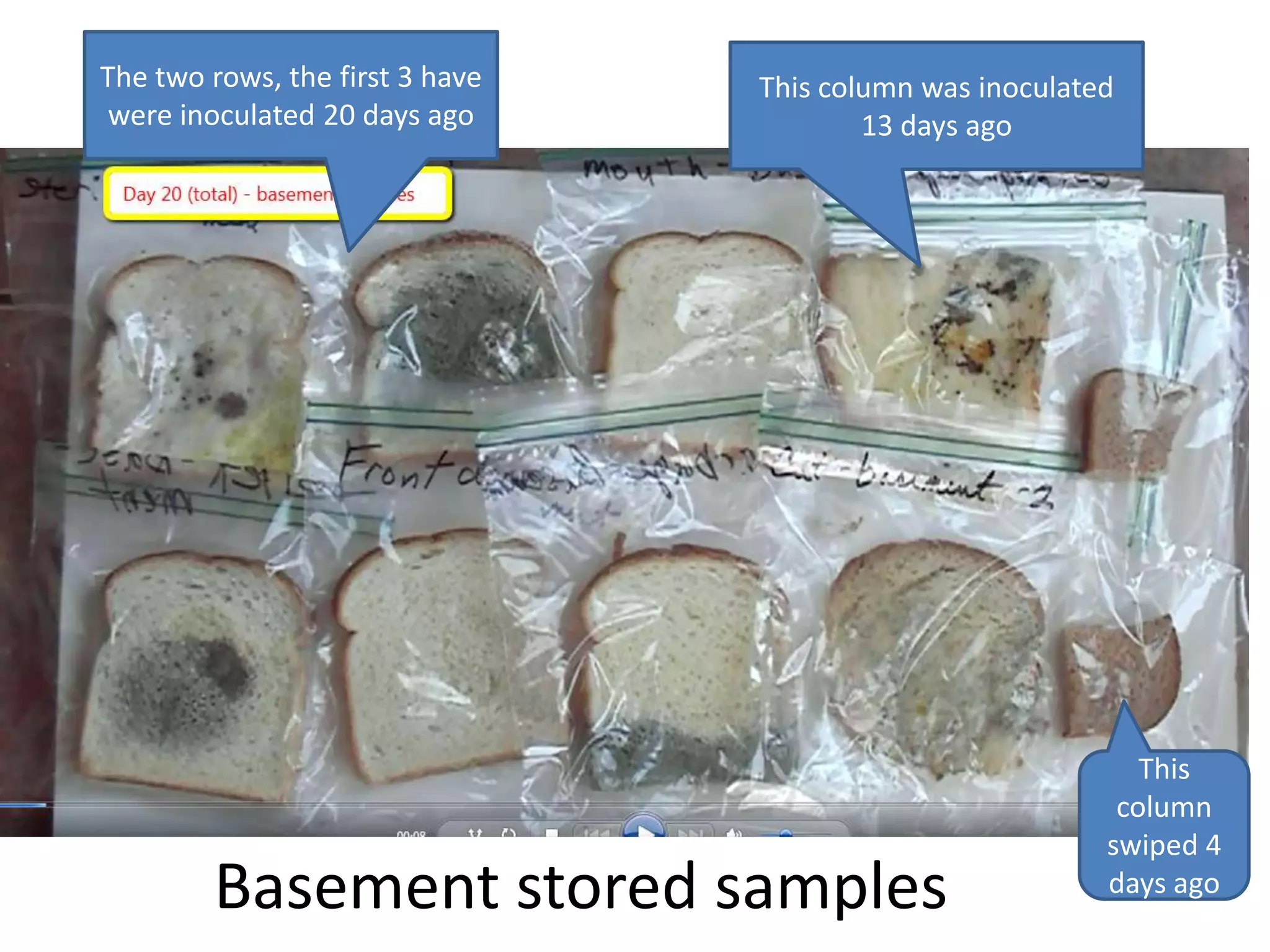 Home science - bread & microorganisms | PPTX