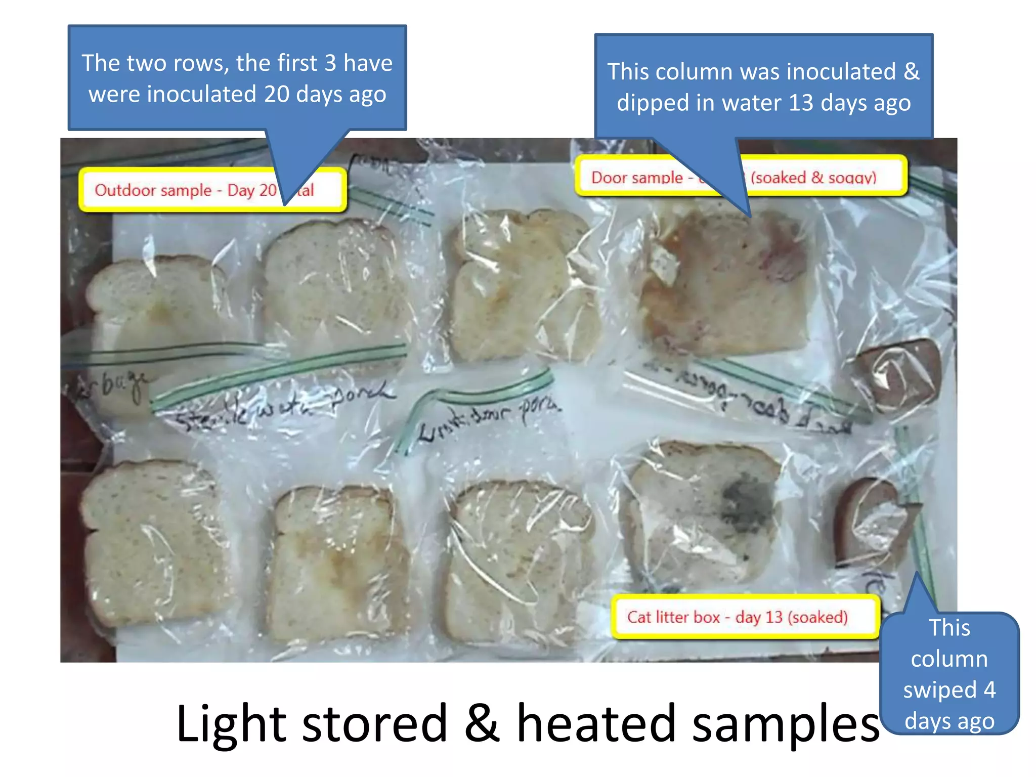Home science - bread & microorganisms | PPTX