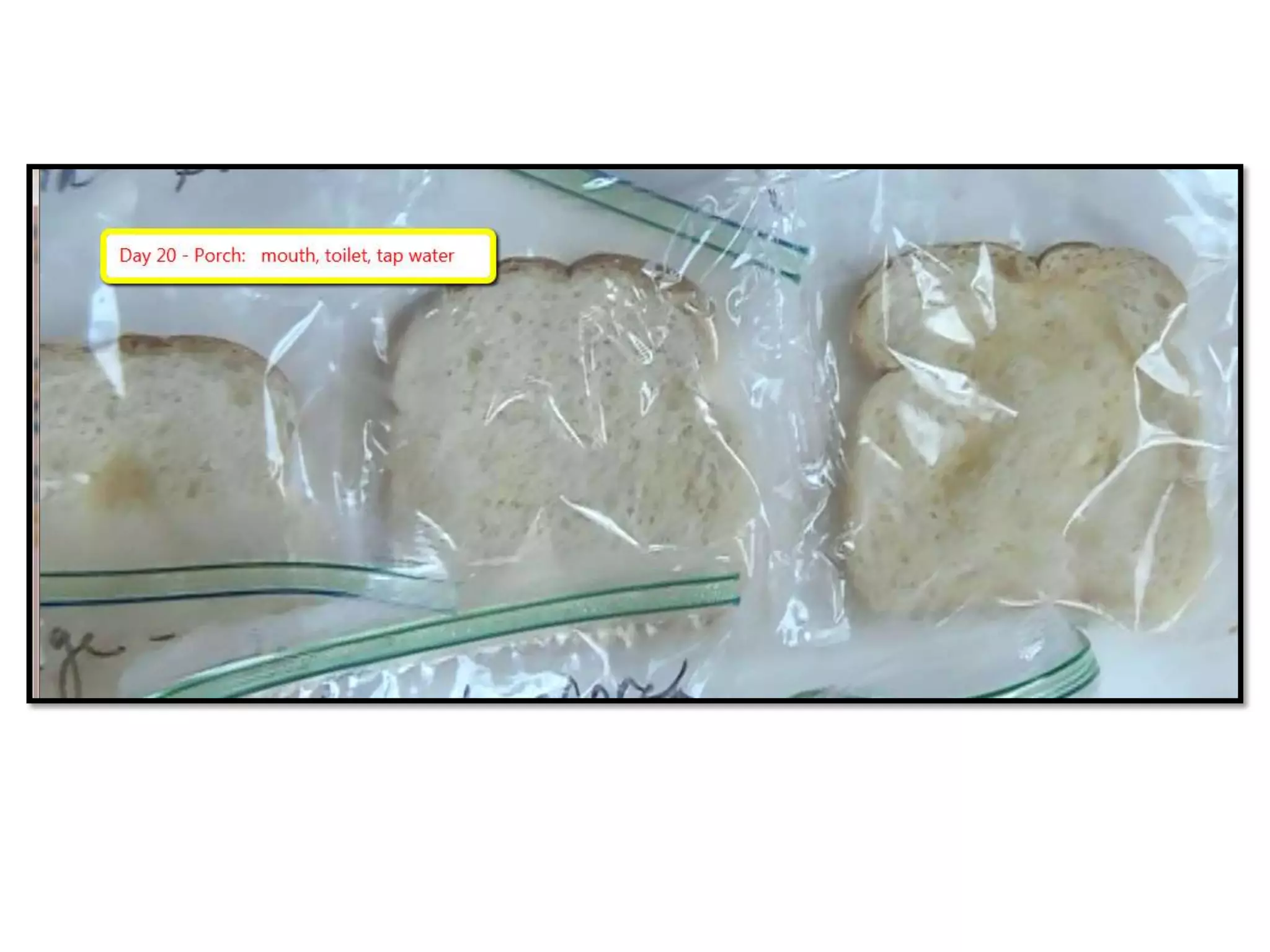 Home science - bread & microorganisms | PPTX