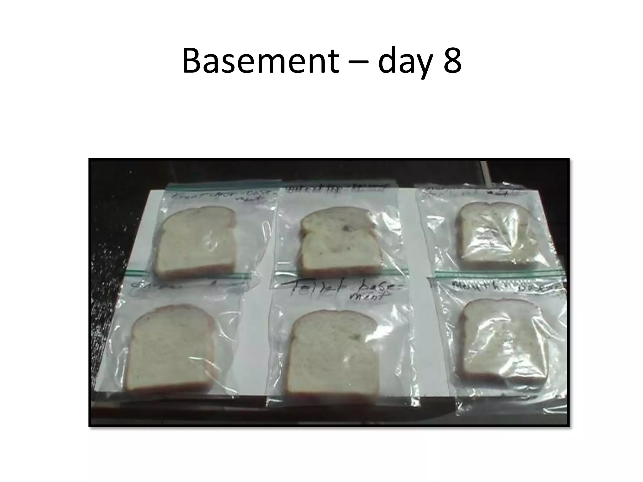 Home science - bread & microorganisms | PPTX