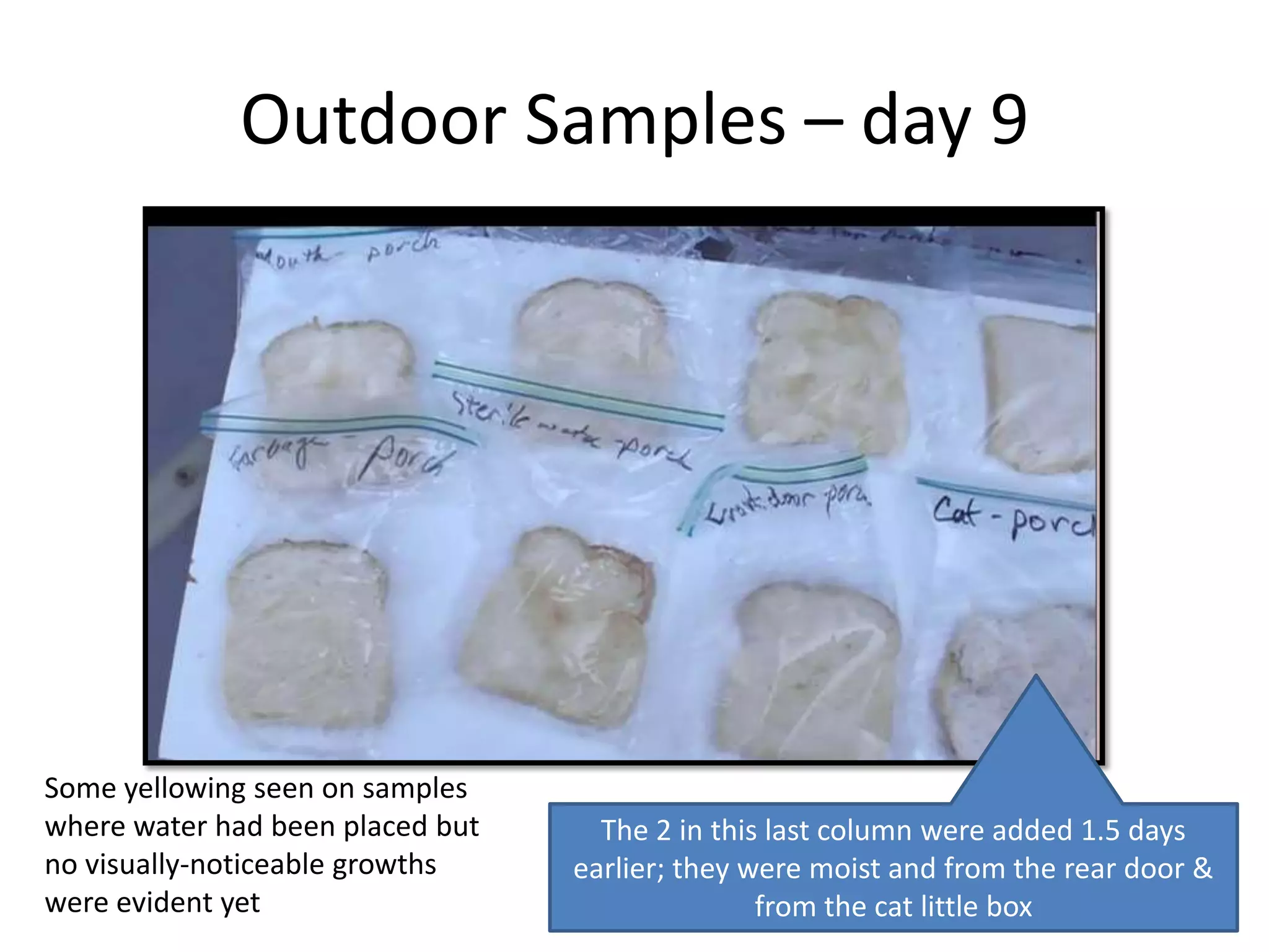 Home science - bread & microorganisms | PPTX