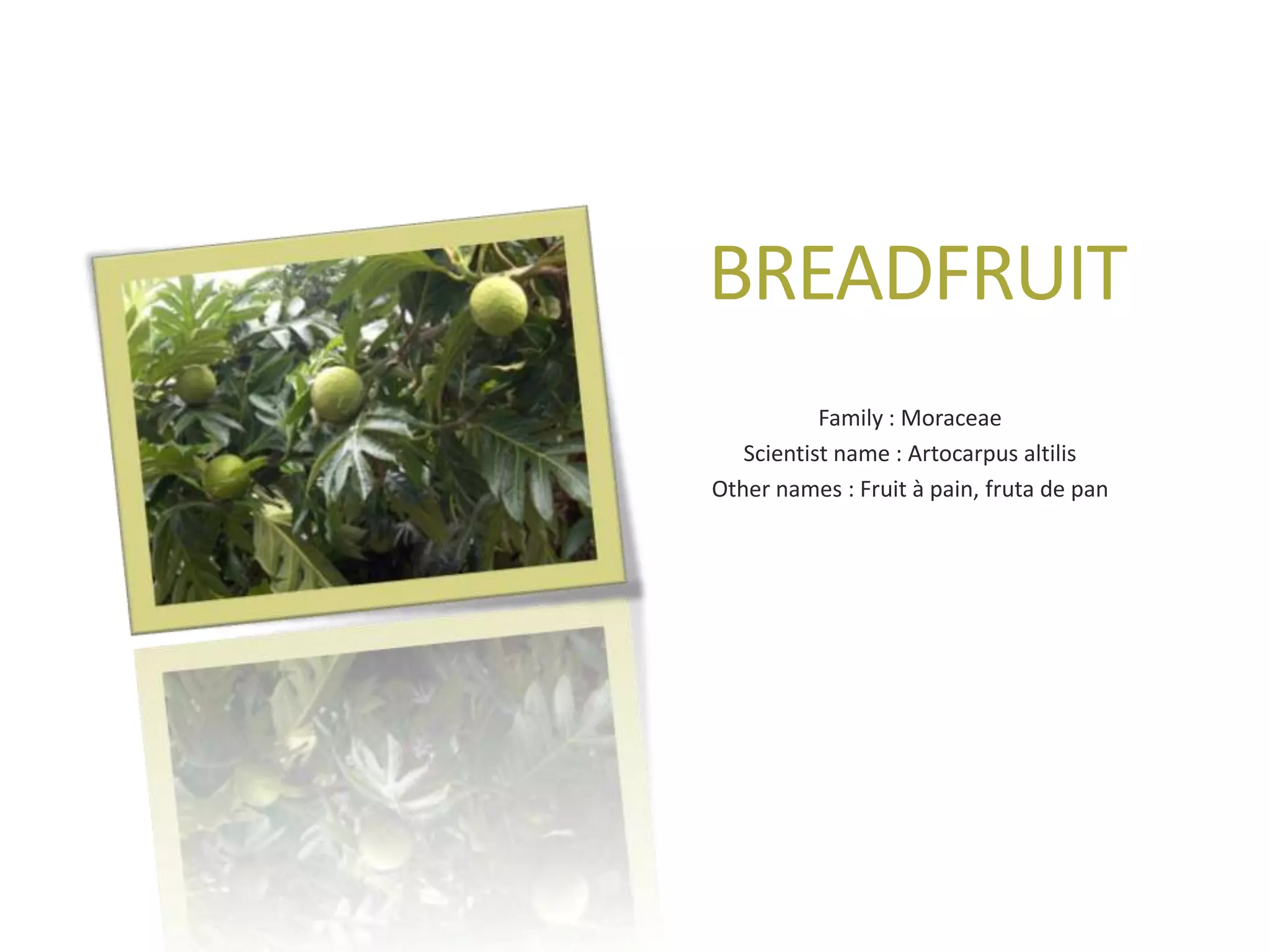 What is Breadfruit? | PPTX
