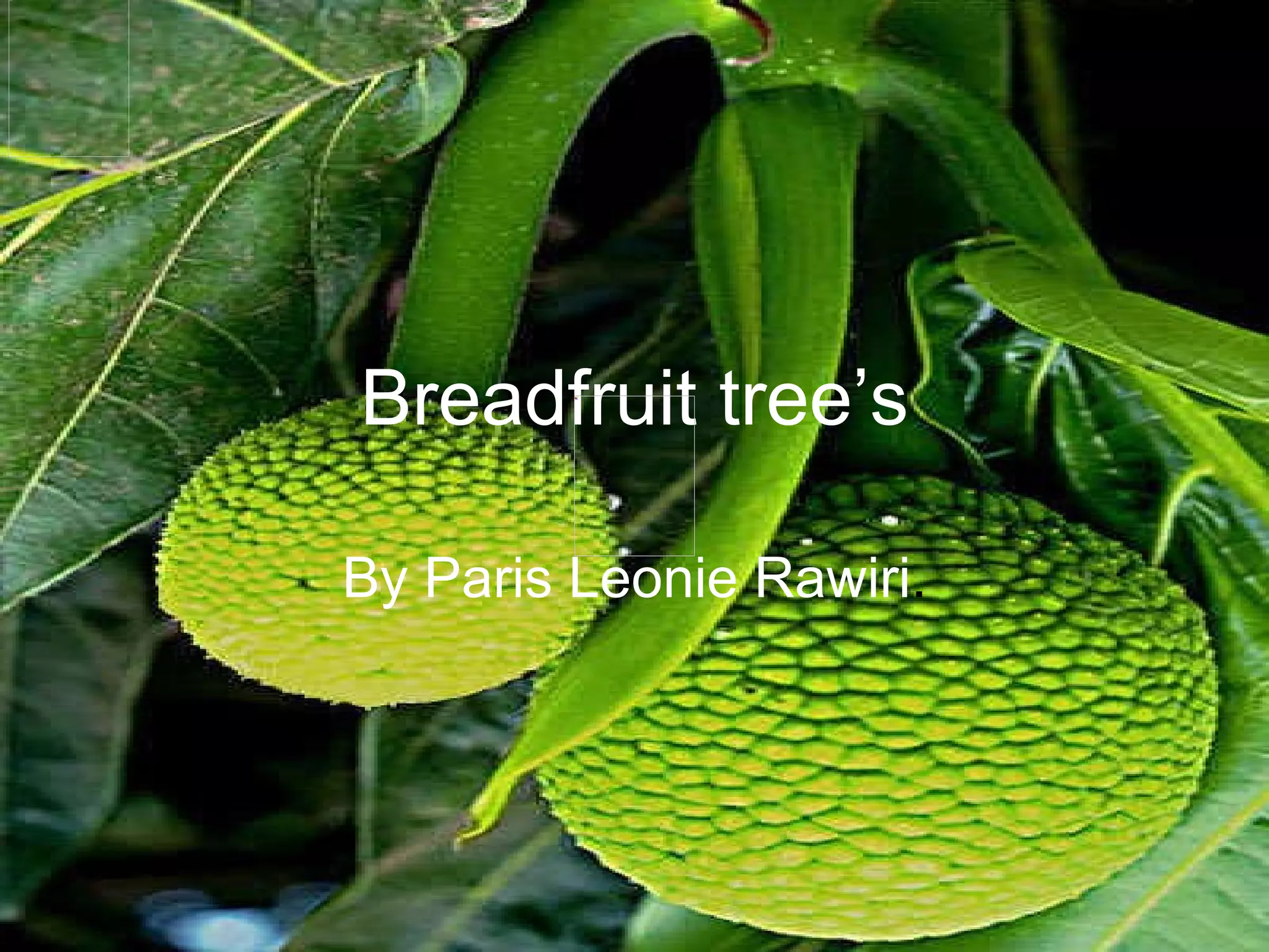 Breadfruit tree’s | PPT