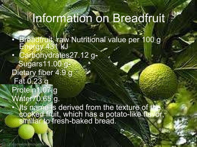 Breadfruit tree’s | PPT