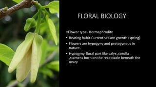 Breading of custard apple | PPTX