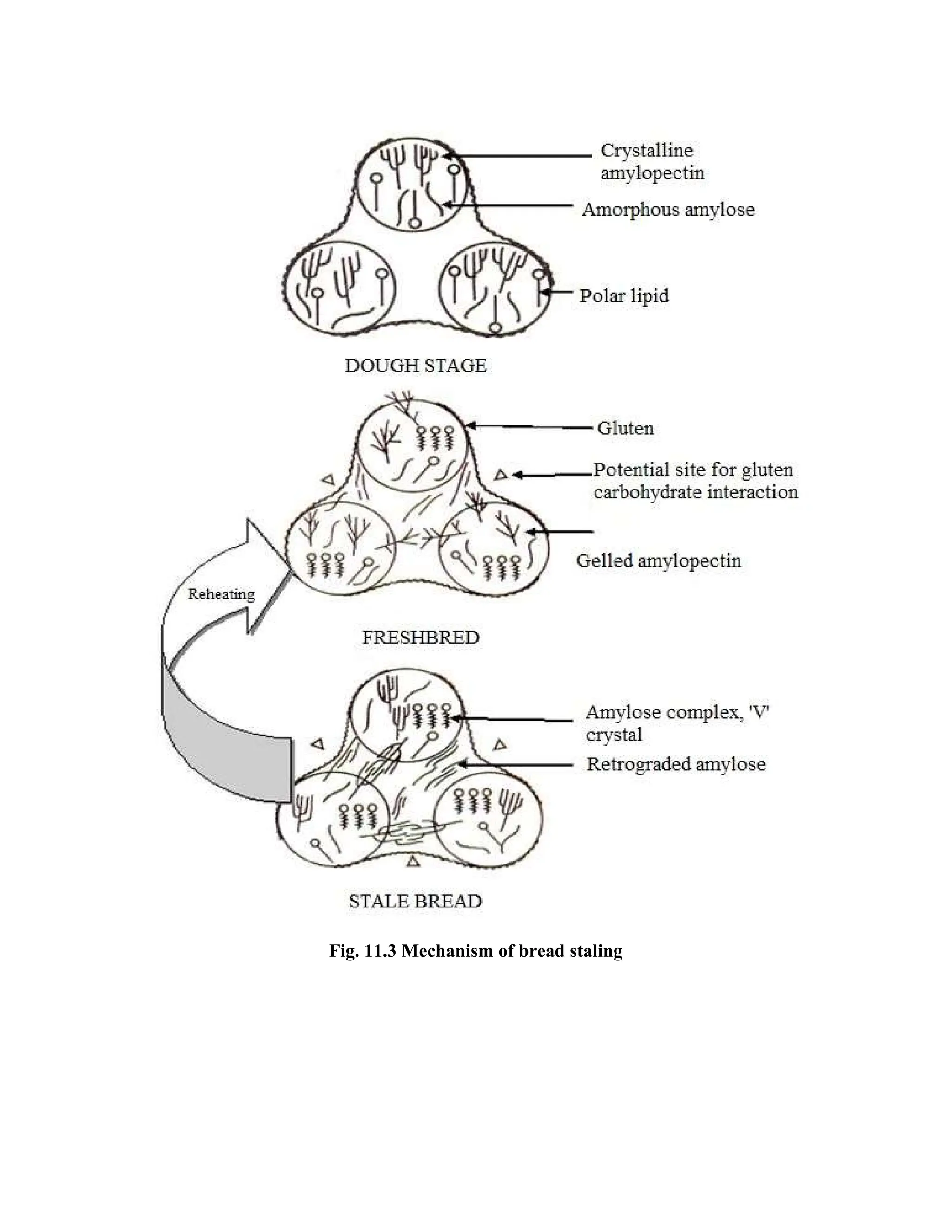 Basic knowledge of Bread Making Technology.pdf