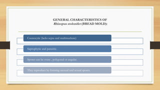 Bread molds by Sarah Ashfaq 51. fungi pptx | PPTX