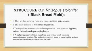 Bread molds by Sarah Ashfaq 51. fungi pptx | PPTX