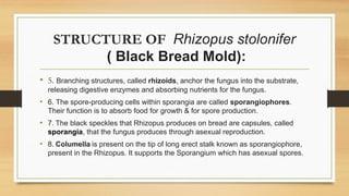 Bread molds by Sarah Ashfaq 51. fungi pptx | PPTX